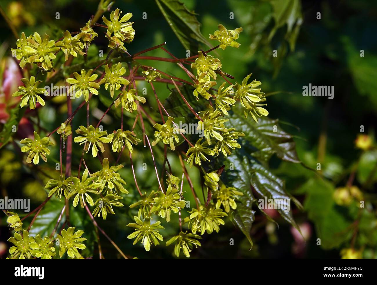 Norway maple tree spring flowering still green seeds Stock Photo - Alamy