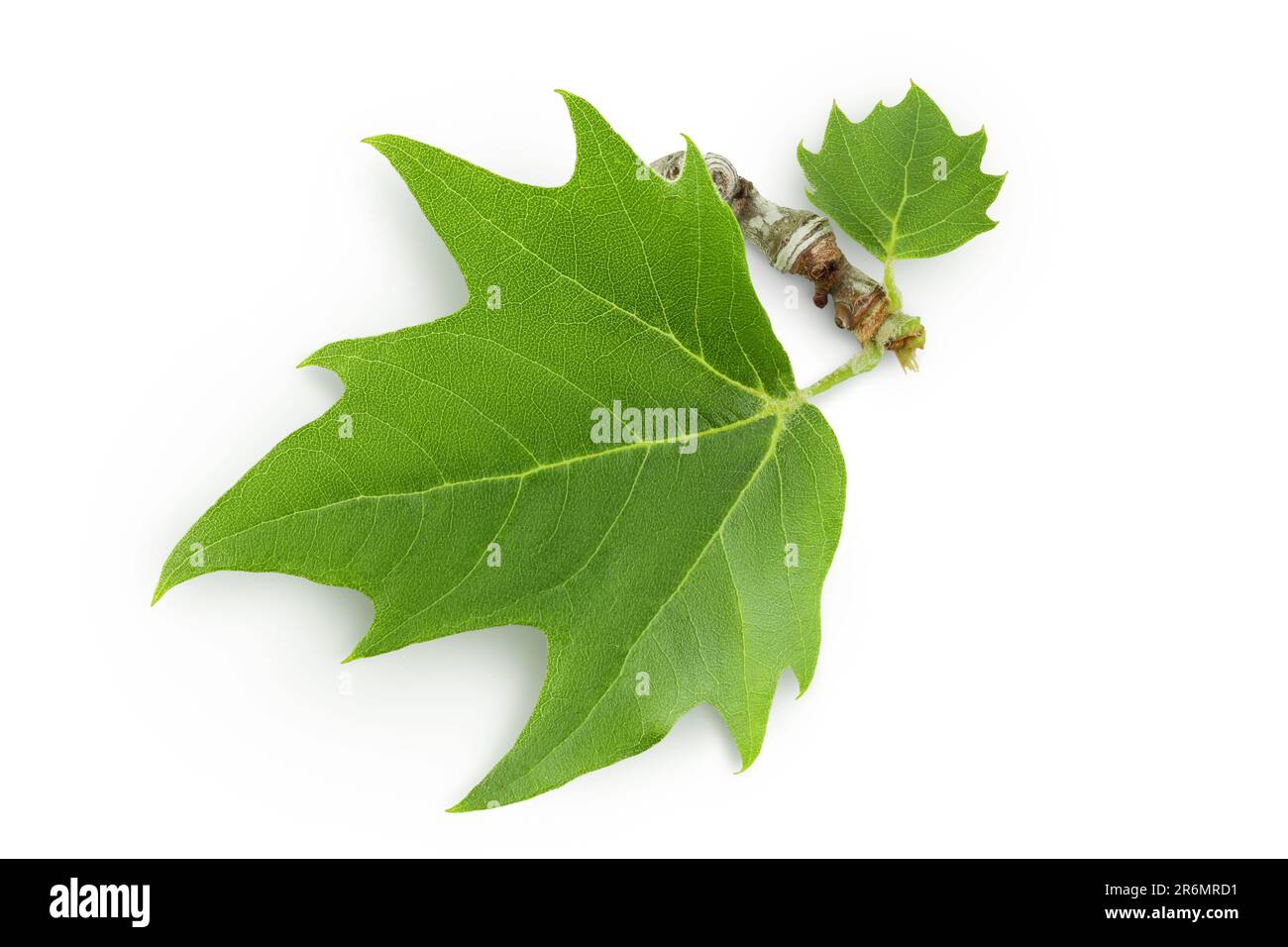 Platanus tree, sycamore leave isolated on white background. Top view ...