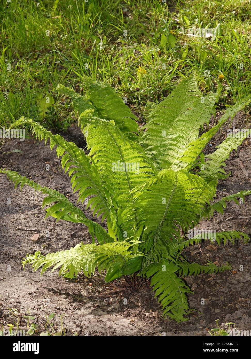 Fern plant growing in large numbers in the spring in the forest Stock ...