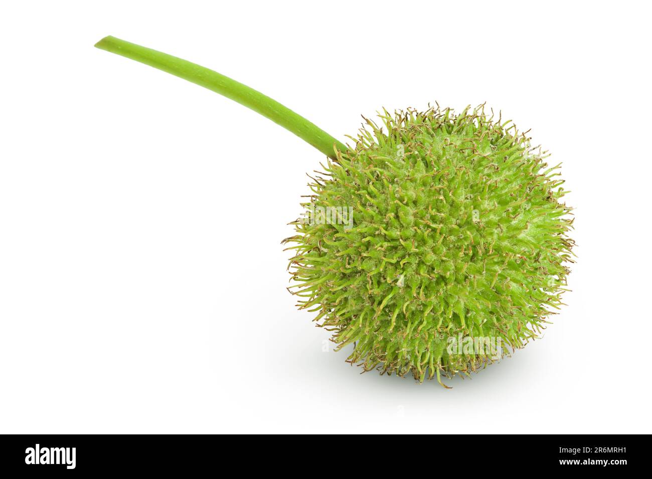 fruit of sycamore plane tree isolated on white bacground with full ...