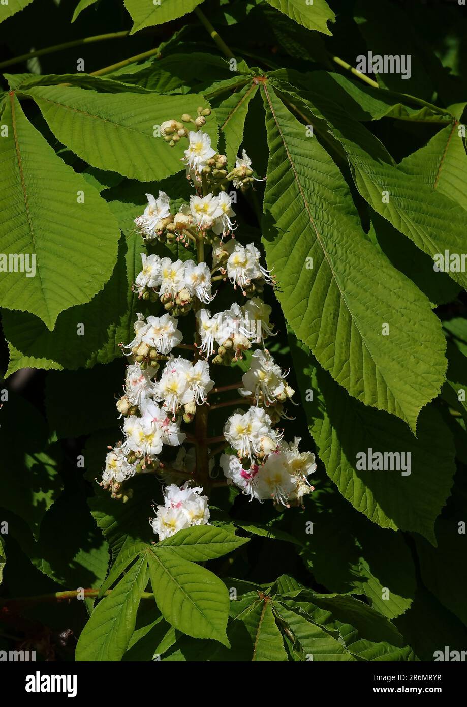 Flowers of the chestnut tree during flowering in spring is a symbol of ...