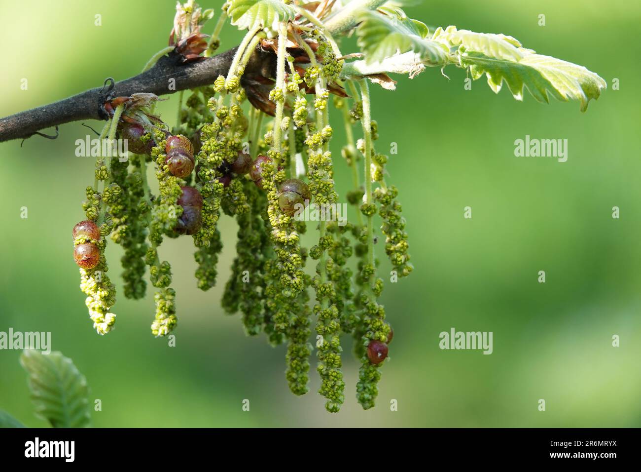 Acorns grow into trees hi-res stock photography and images - Alamy