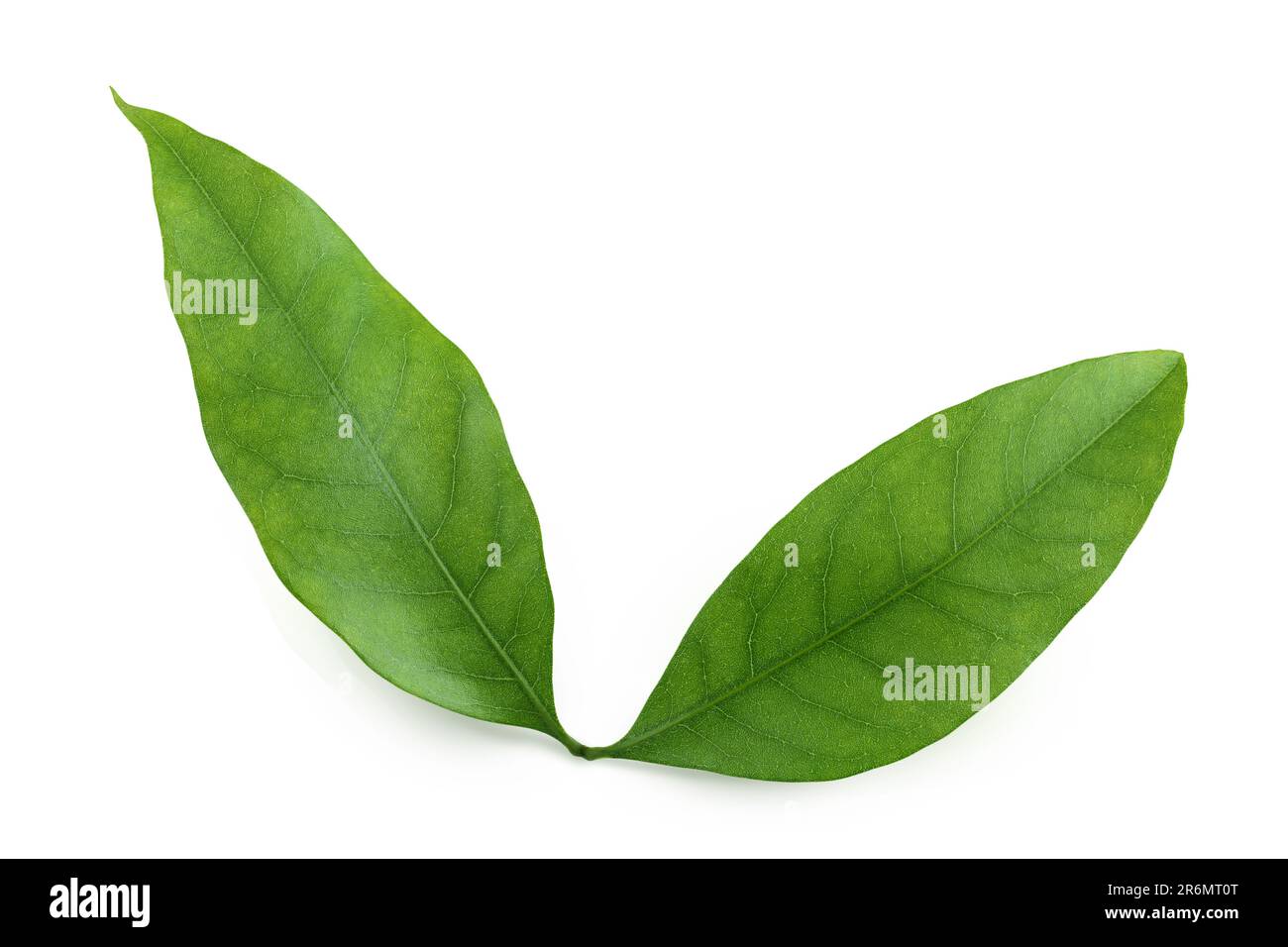 Green lychee leaf isolated on a white background Stock Photo - Alamy