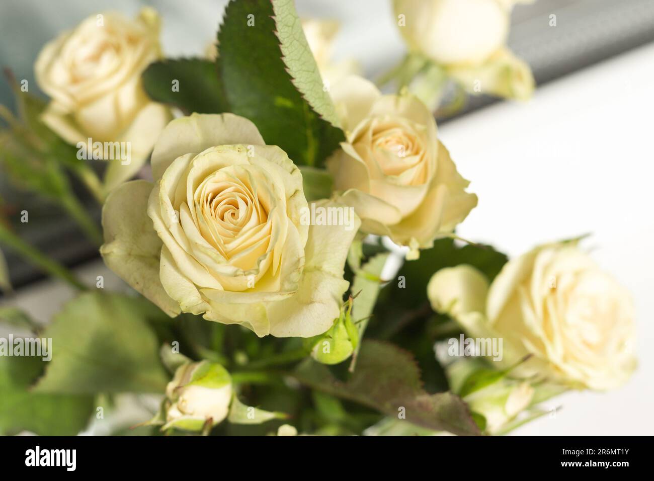 Miniature flower arrangement hi-res stock photography and images - Alamy