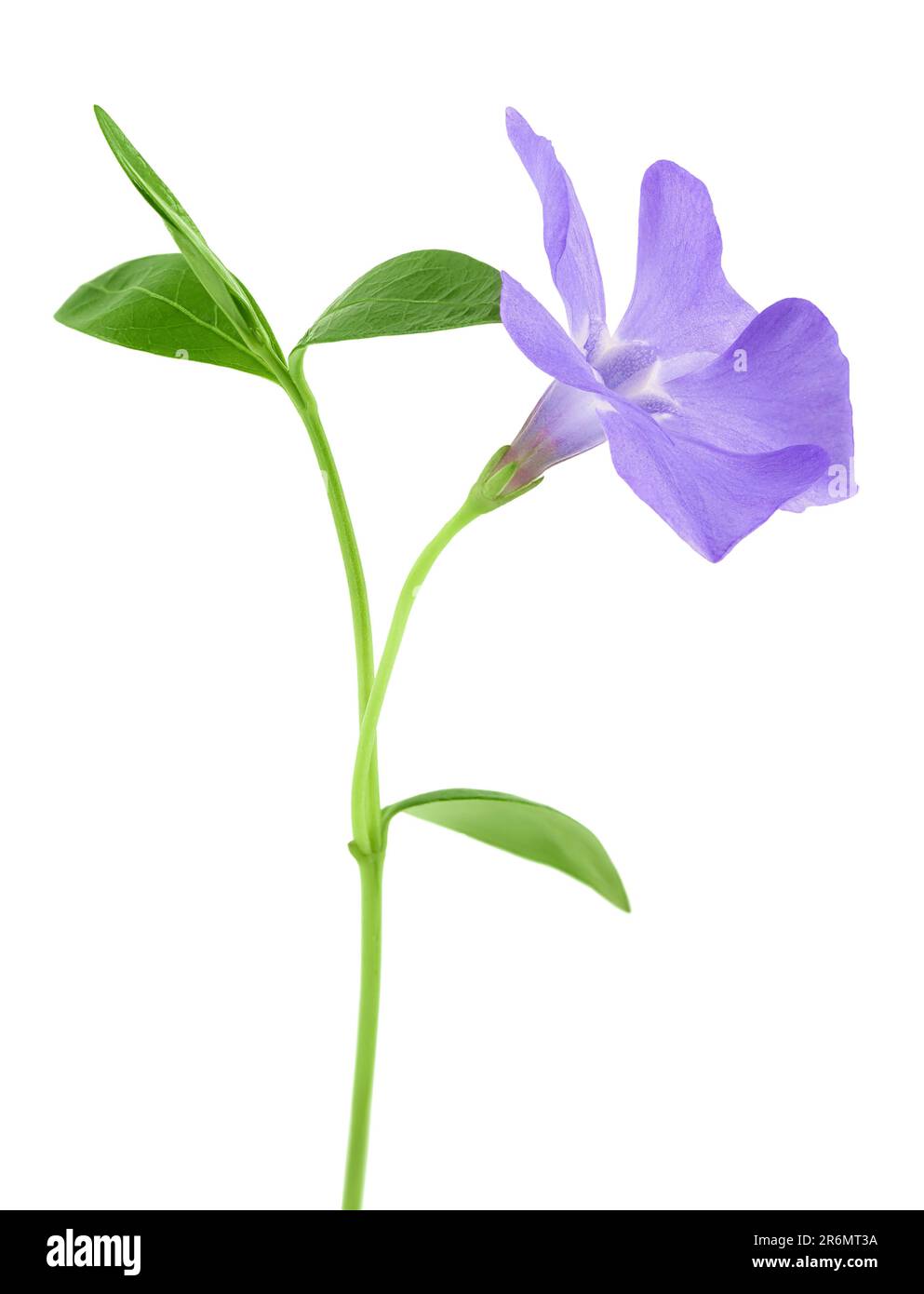 wild periwinkle flowers isolated on white background Stock Photo - Alamy