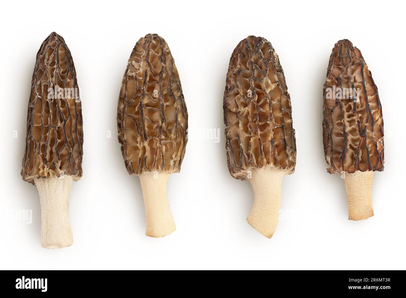 raw morel mushroom isolated on white background with full depth of ...