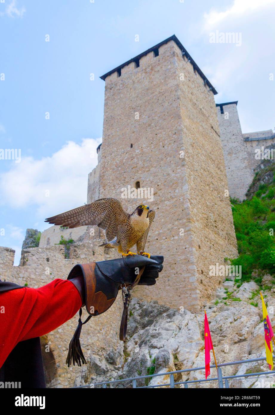 Behold the awe-inspiring sight of a majestic Peregrine Falcon ...
