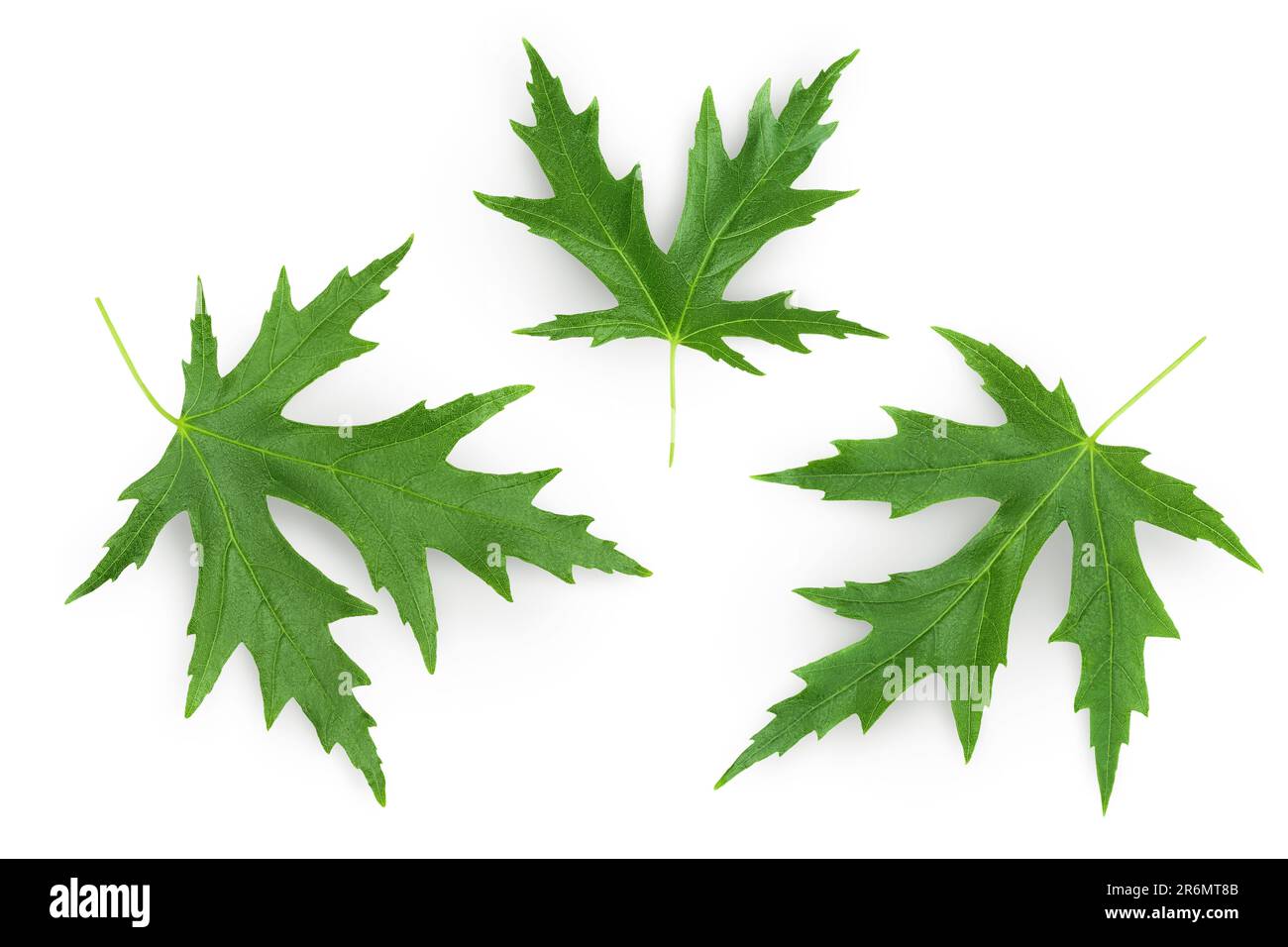 Silver maple leaf Cut Out Stock Images & Pictures - Alamy