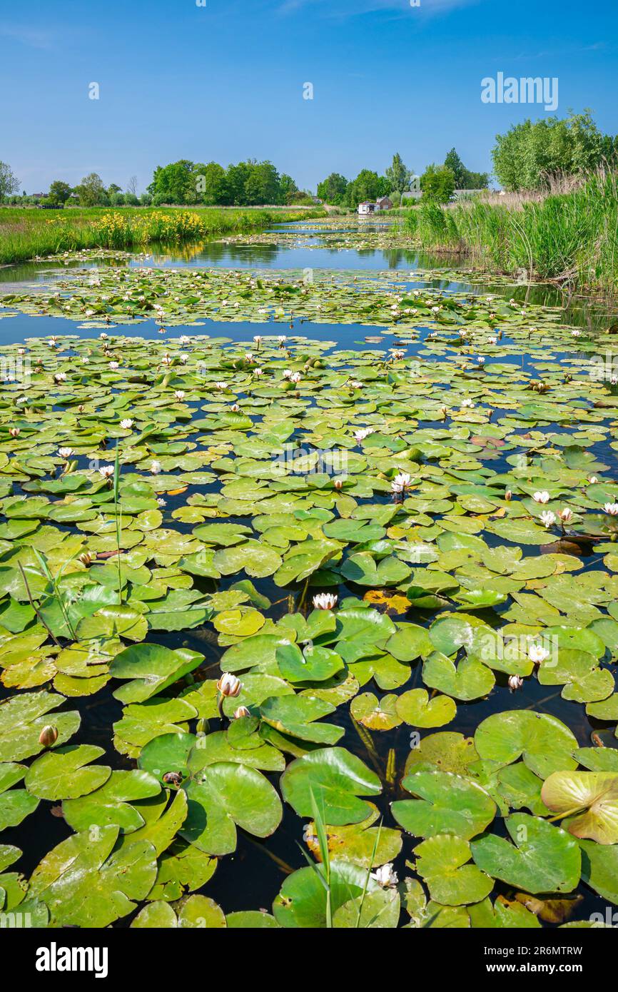 Perspective view of large leaves of waterlily plants in a canal in the ...