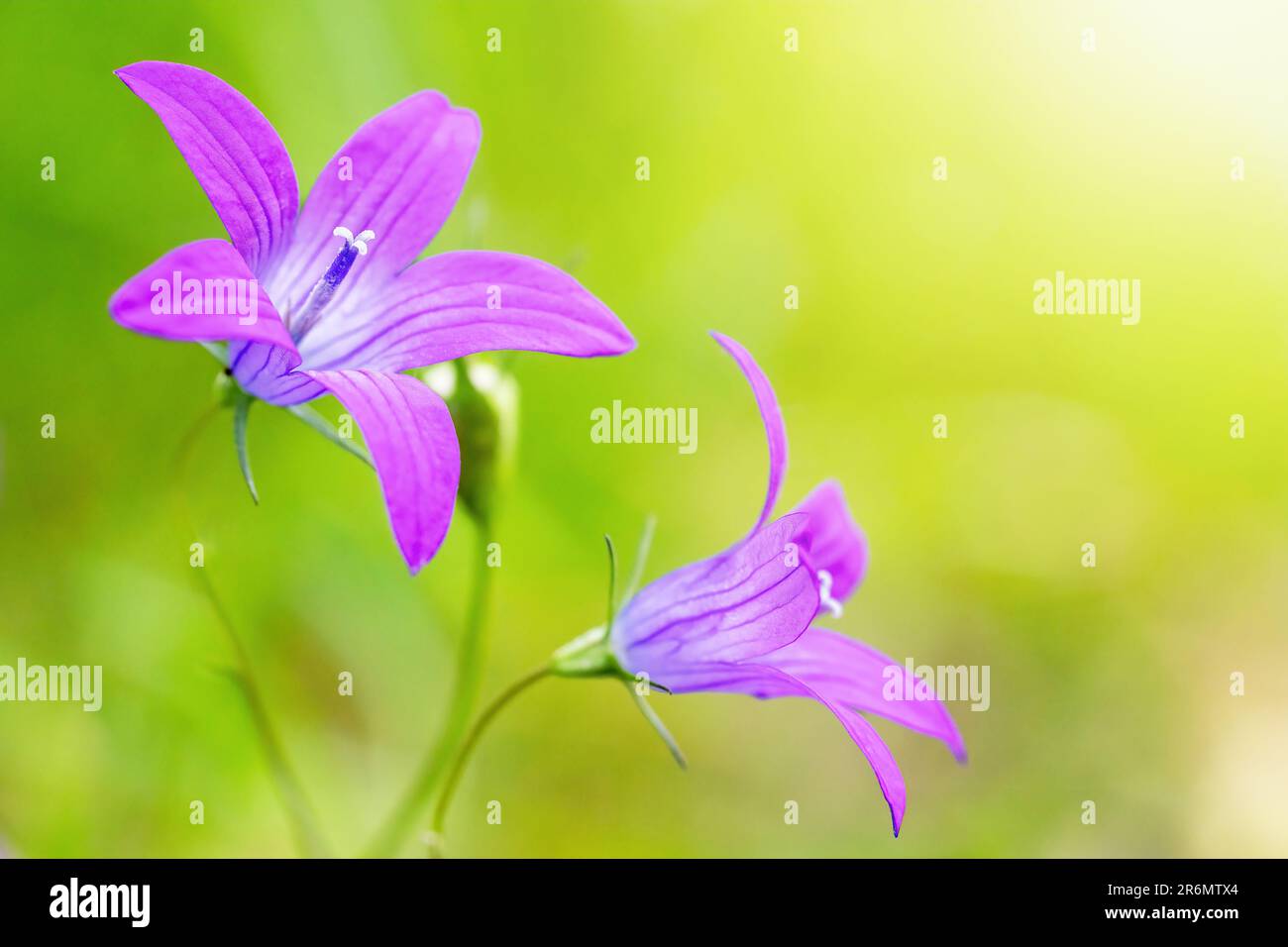 Two flowers of Spreading bellflower (Campanula patula) on the green ...