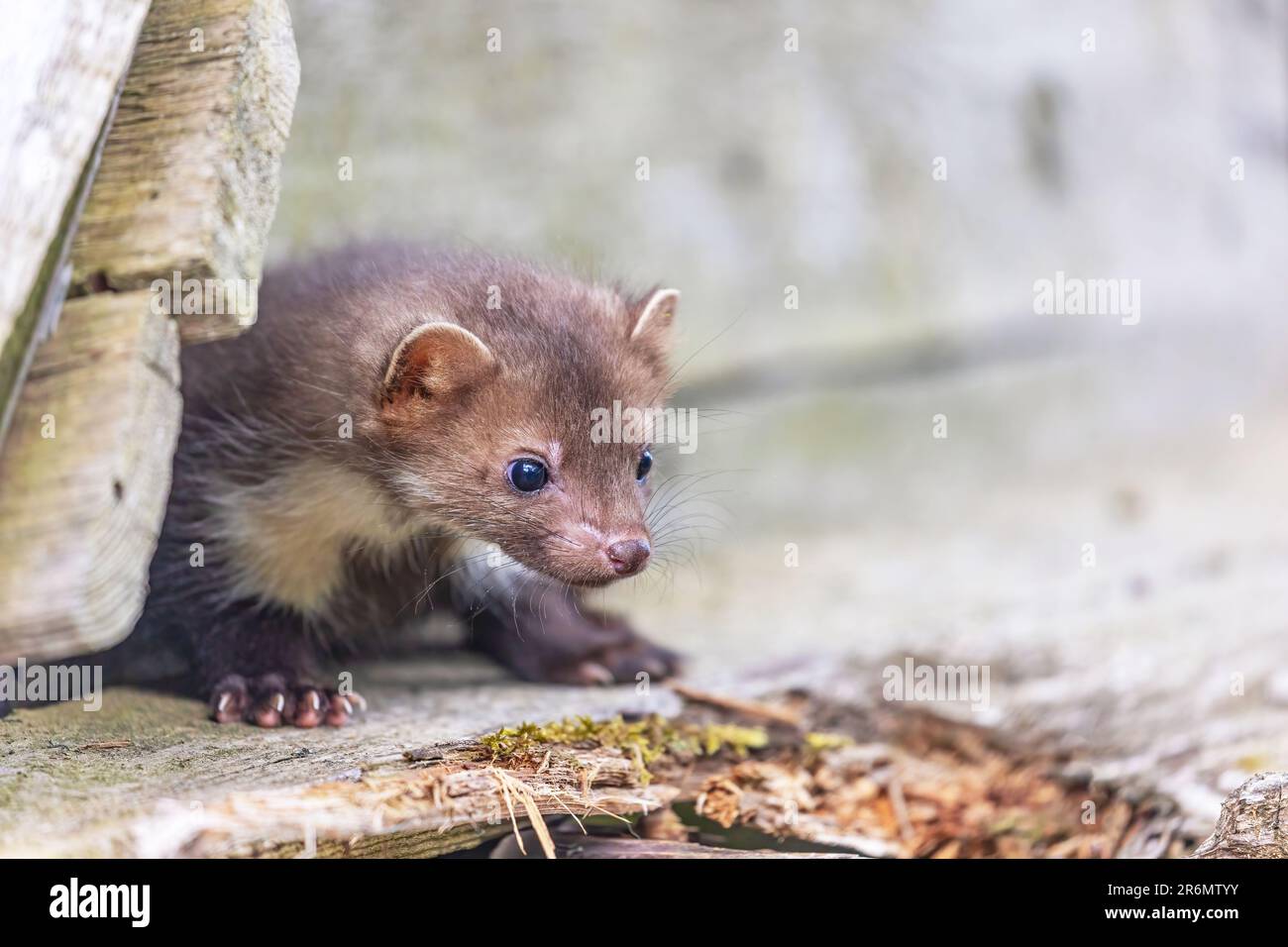 Cute young marten is peeking out of an old wooden shed. Horizontally ...