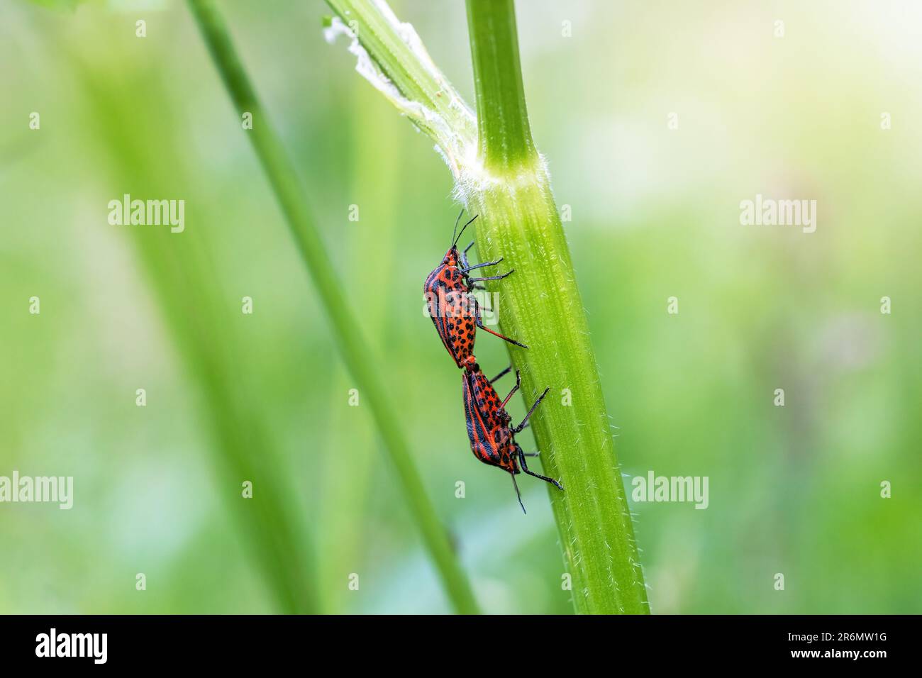 Green shield bug mating hi-res stock photography and images - Alamy
