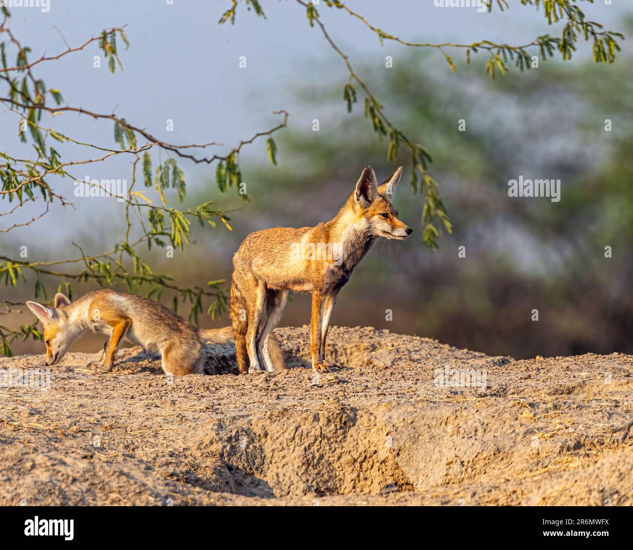 A juvenile desert fox coming out of Den Stock Photo - Alamy