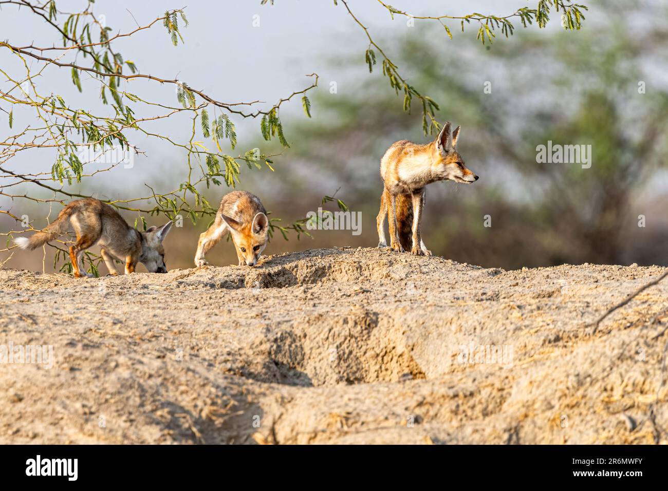 Desert Fox Family at its den with juvenile Stock Photo - Alamy