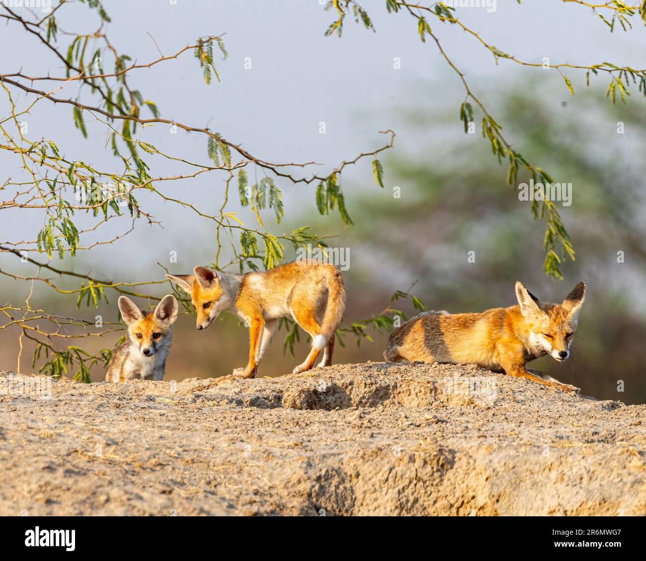 Fox family hi-res stock photography and images - Alamy