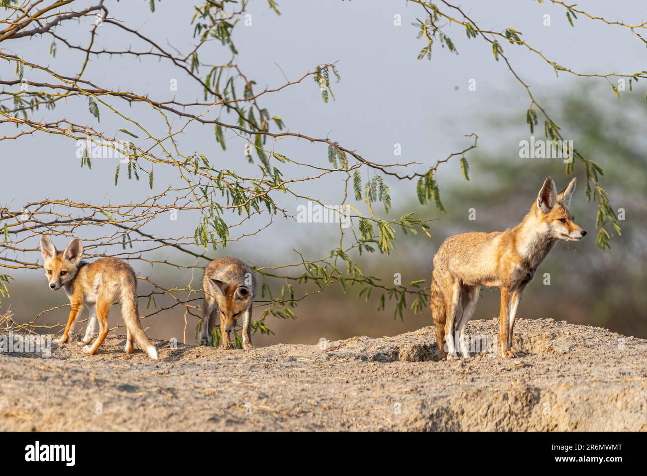 Desert fox den hi-res stock photography and images - Alamy