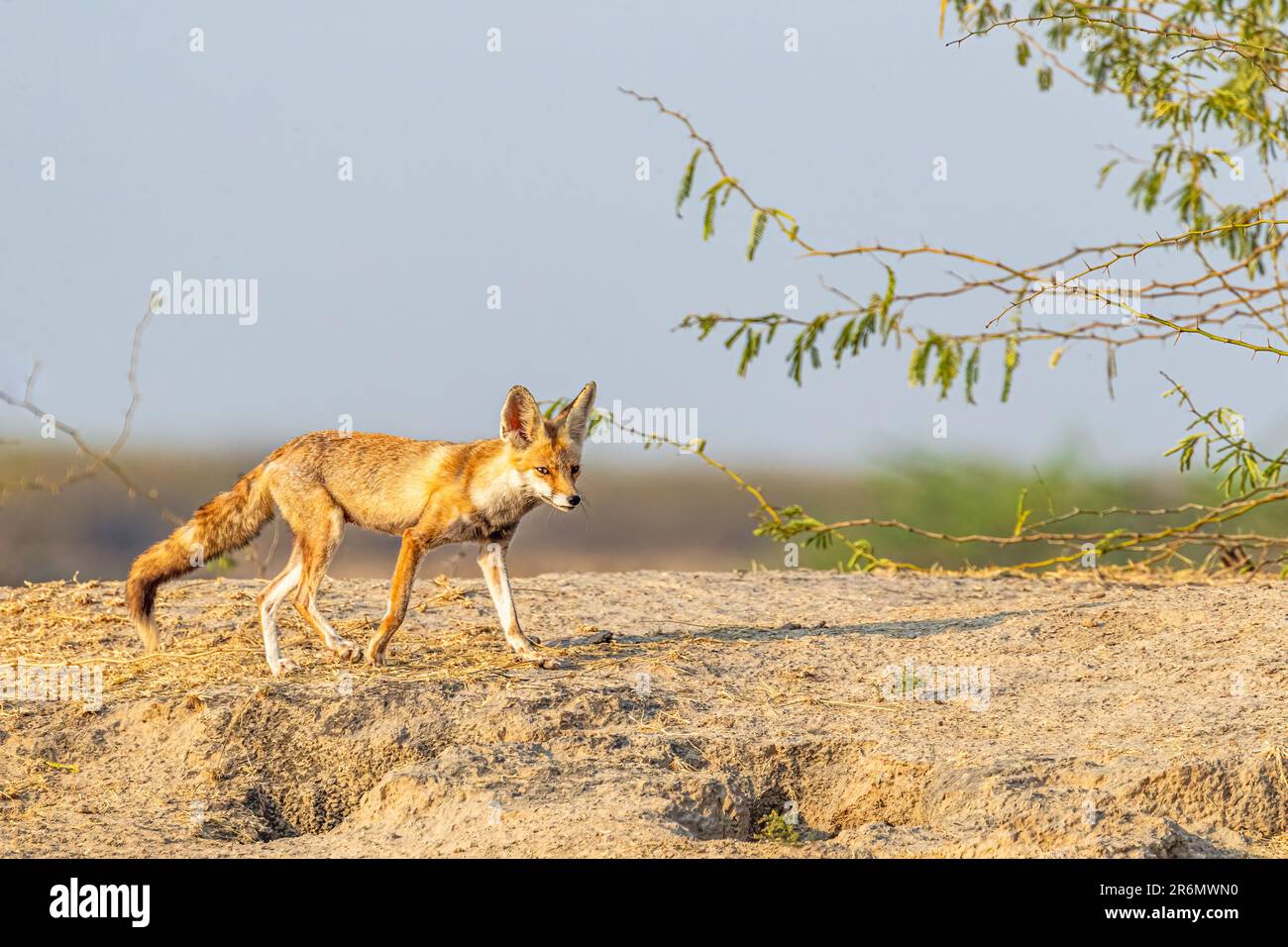 Desert fox on run hi-res stock photography and images - Alamy