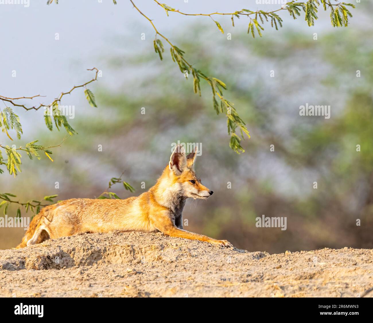 A Desert Fox resting near Den Stock Photo - Alamy