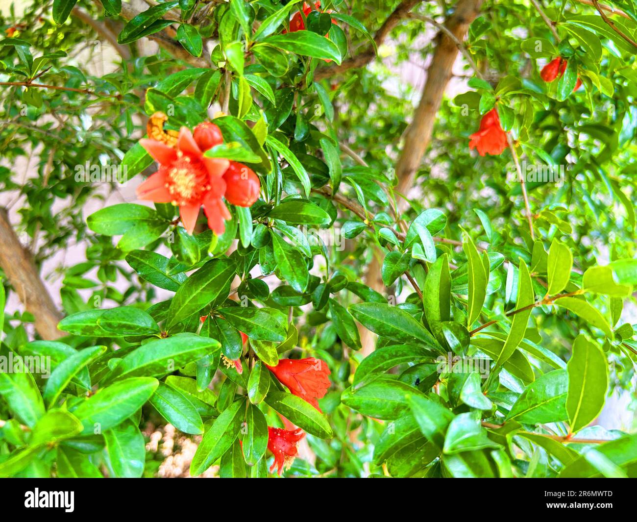 Pomegranate tree with flowers, Pomegranate background Stock Photo - Alamy