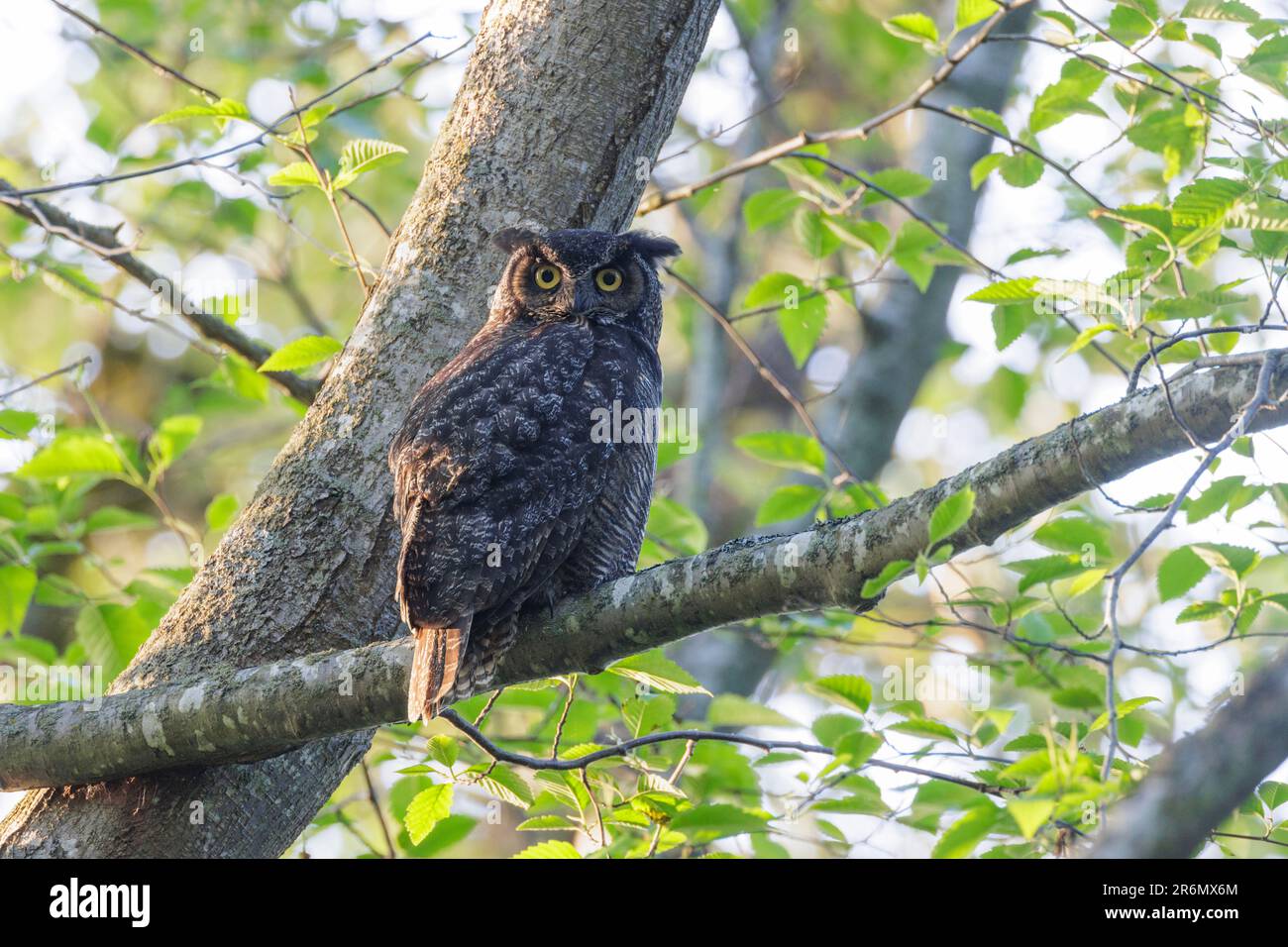 Great Horned Owl at Vancouver BC Canada Stock Photo - Alamy