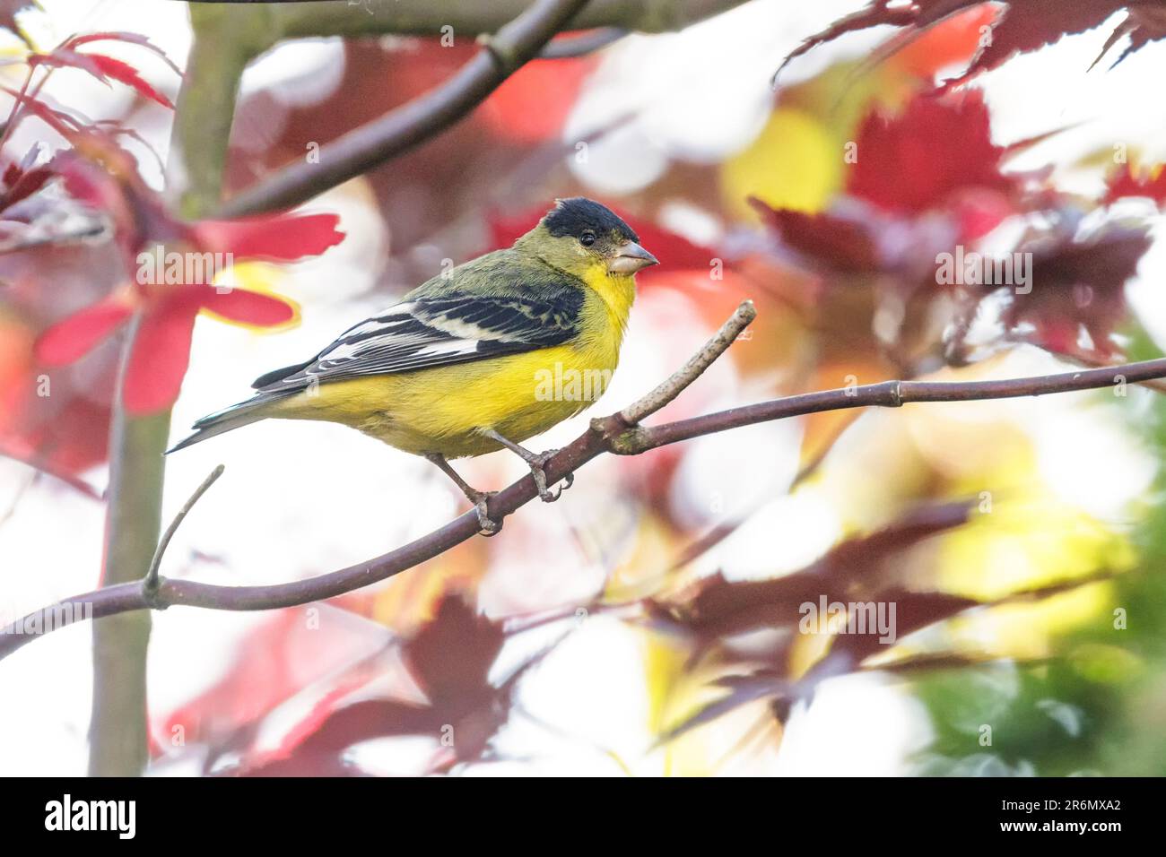 Lesser goldfinch bird at Vancouver BC Canada Stock Photo - Alamy