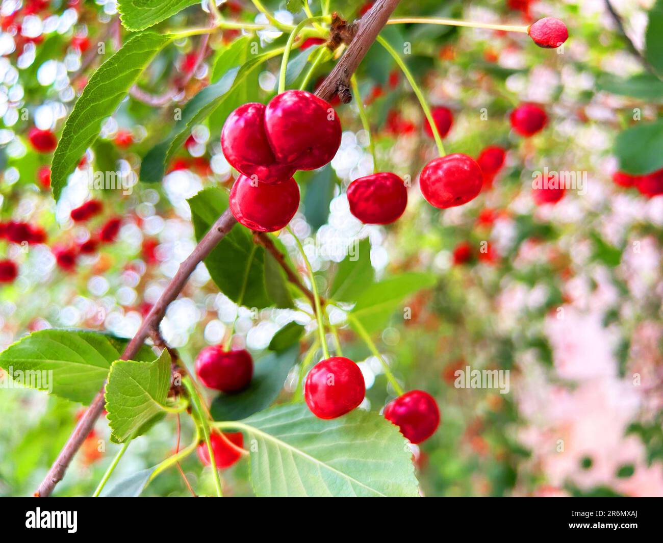 Cherry tree with cherry, cherry background Stock Photo - Alamy