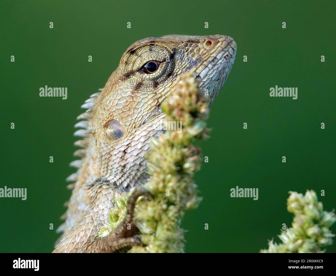 Calotes Versicolor