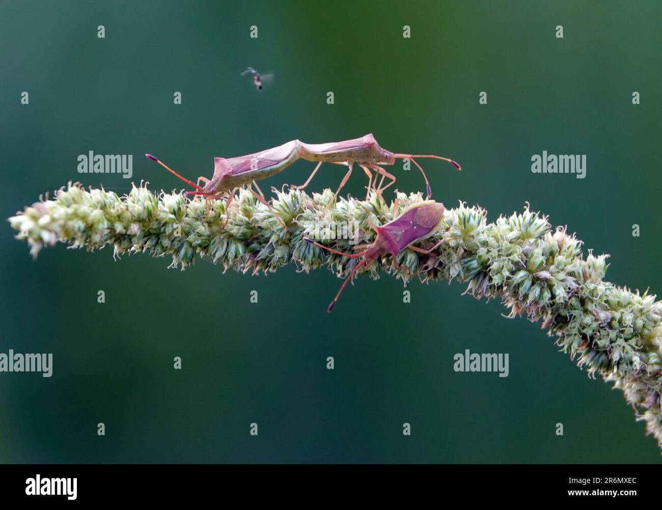 A plant with mating leaf-footed bugs. Homoeocerus, family Coreidae ...