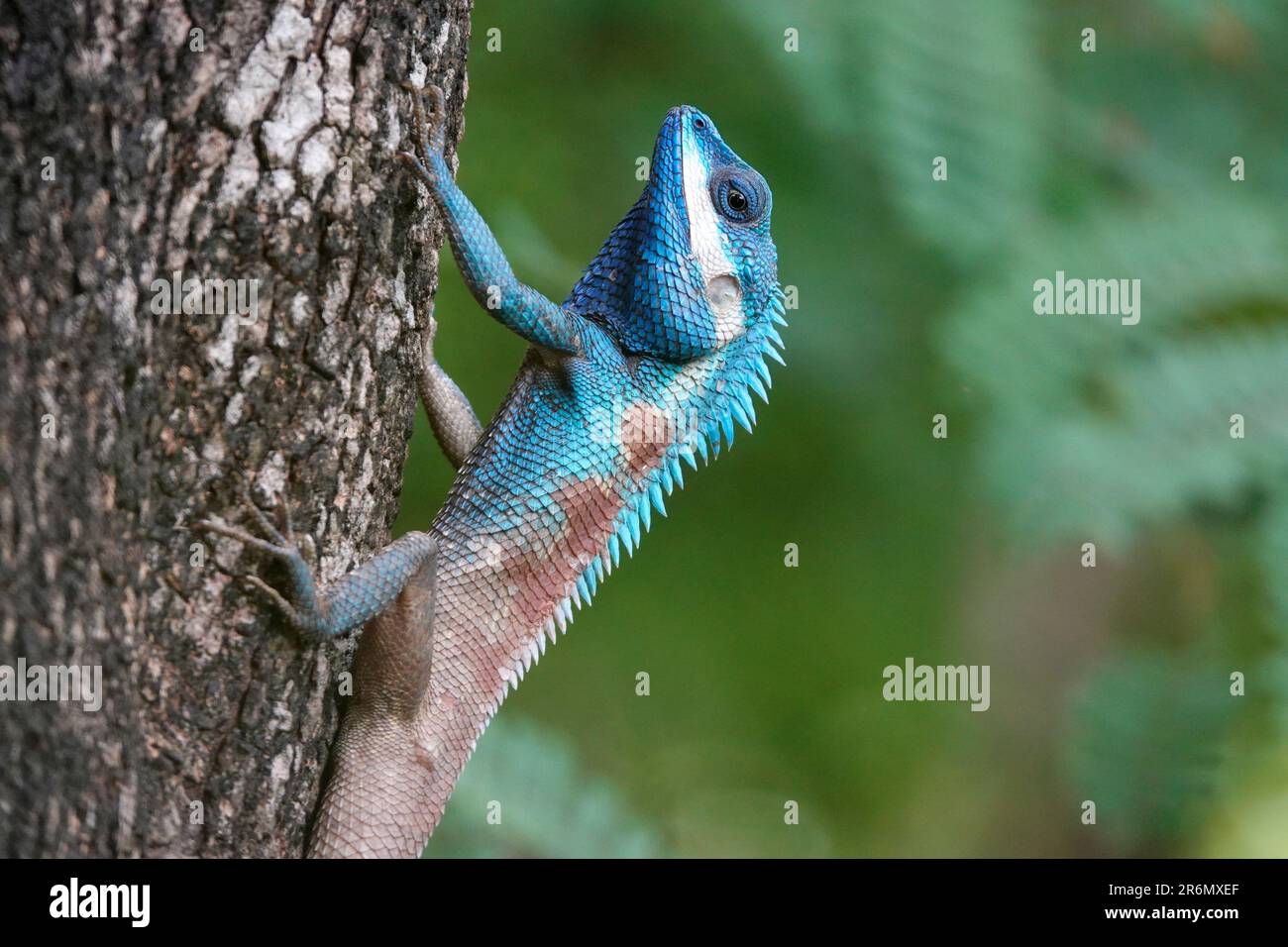An Indo-Chinese forest lizard on a tree trunk, Calotes mystaceus Stock ...