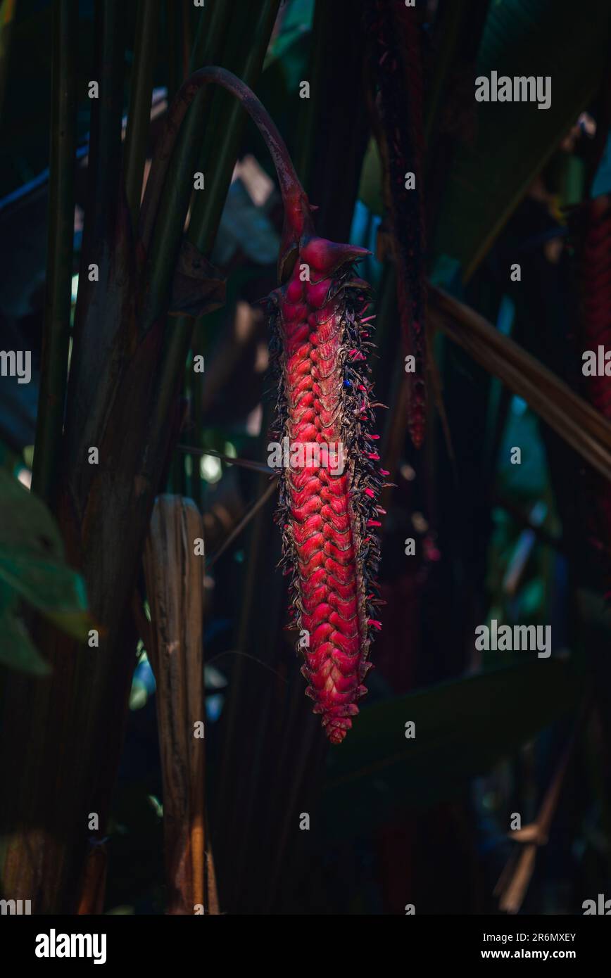 Beef steak heliconia flower hi-res stock photography and images - Alamy