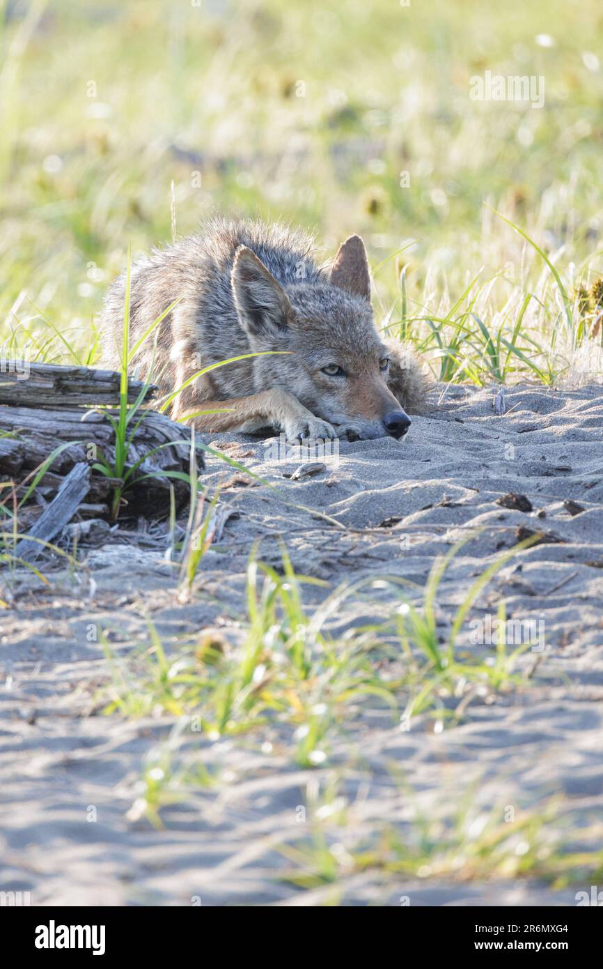 North American Coyote at Vancouver BC Canada Stock Photo - Alamy