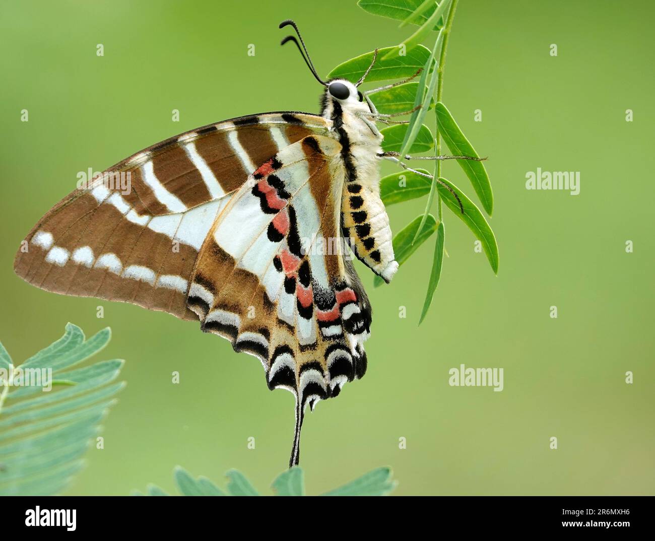 The spot swordtail on a green plant. Graphium nomius Stock Photo - Alamy