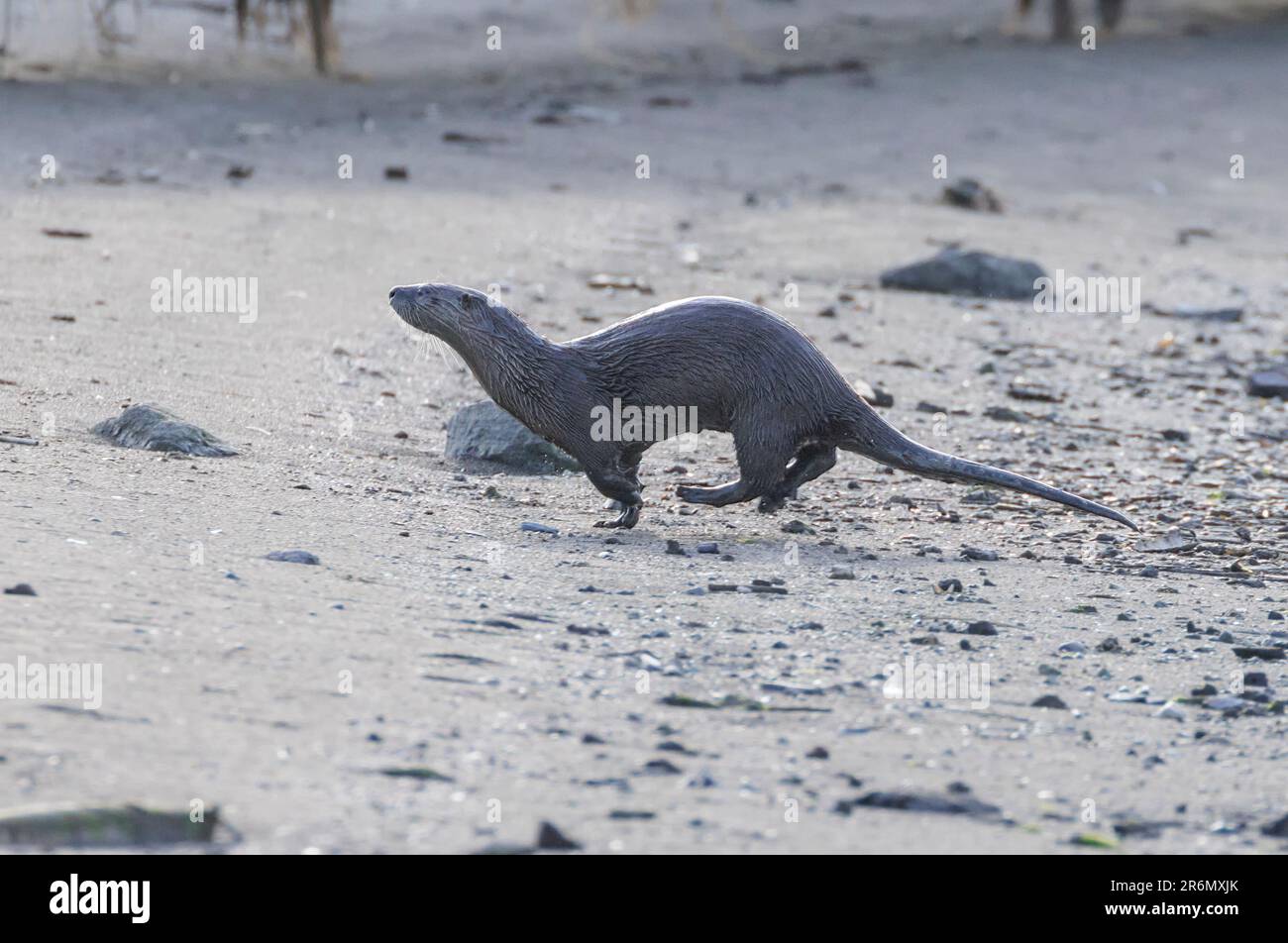 North American river otter at Vancouver BC Canada Stock Photo - Alamy