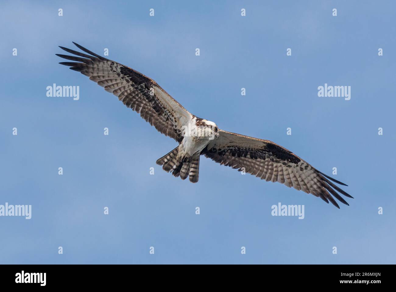 American osprey hi-res stock photography and images - Alamy