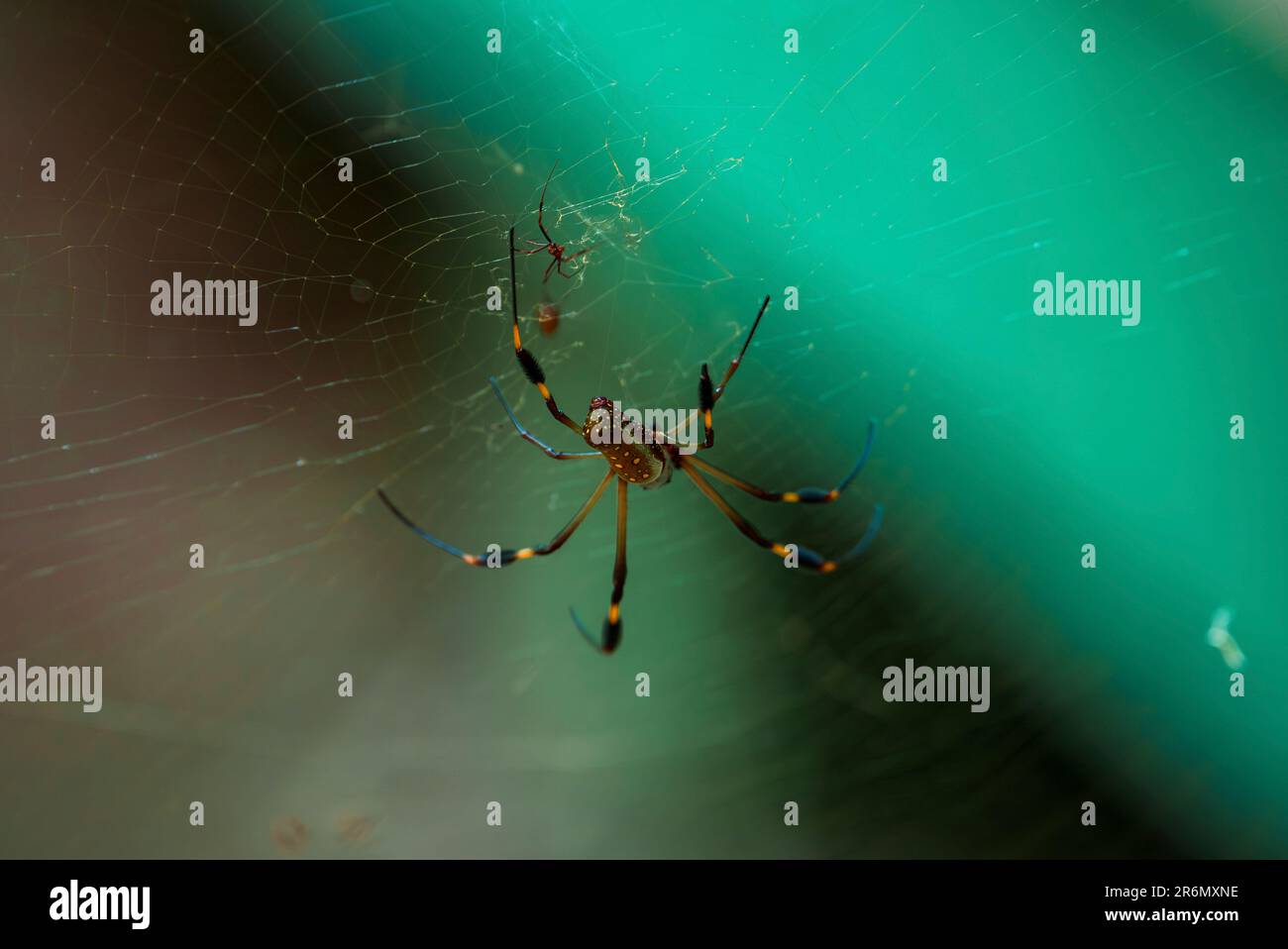 Golden silk orb-weaver spider with little young baby hanging on its ...