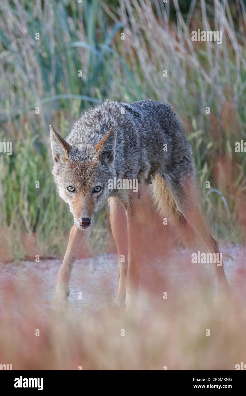 North American Coyote at Vancouver BC Canada Stock Photo - Alamy