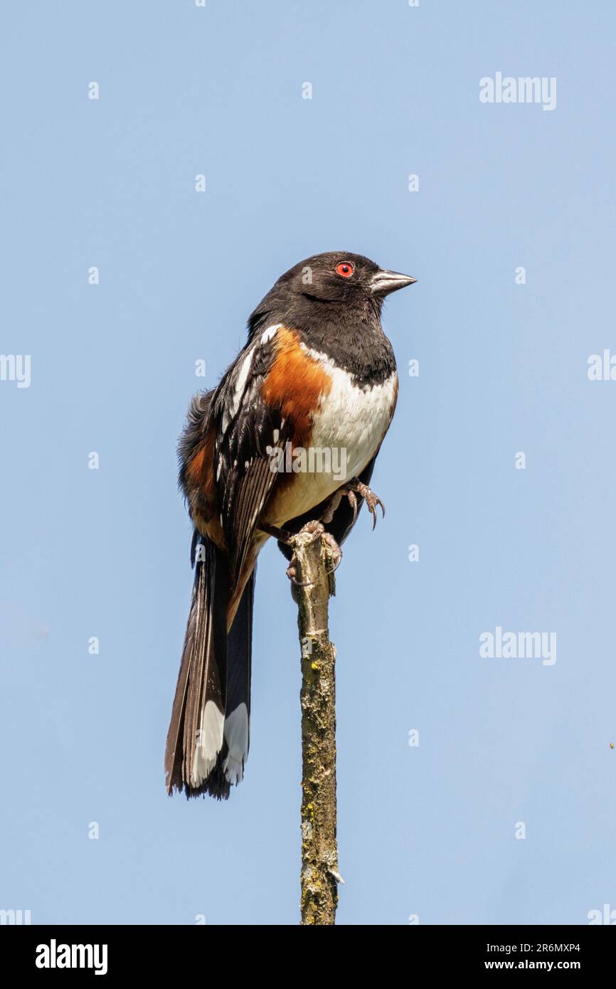 Spotted towhee bird at Vancouver BC Canada Stock Photo - Alamy