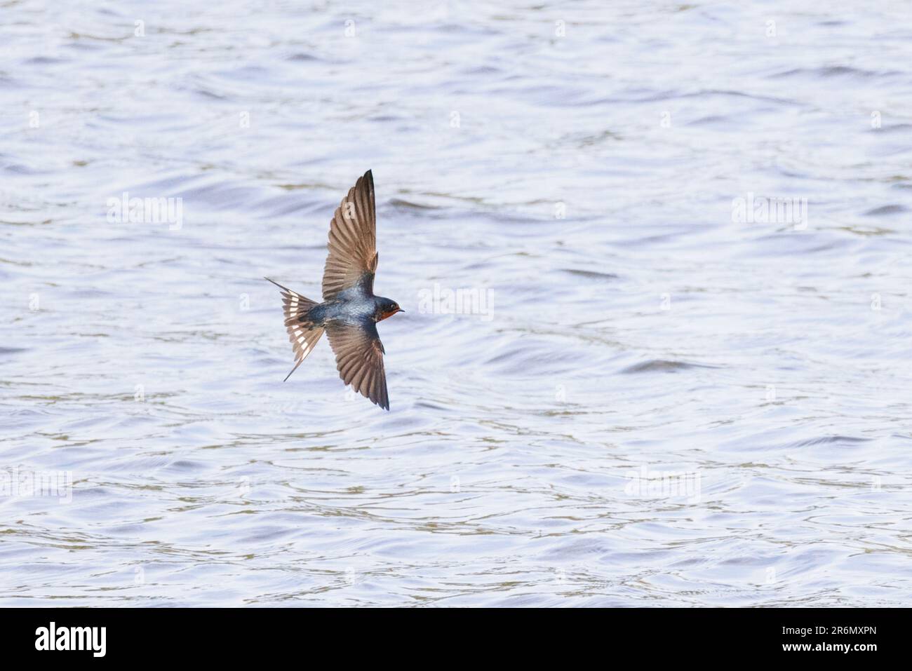 Barn Swallow bird at Vancouver BC Canada Stock Photo - Alamy