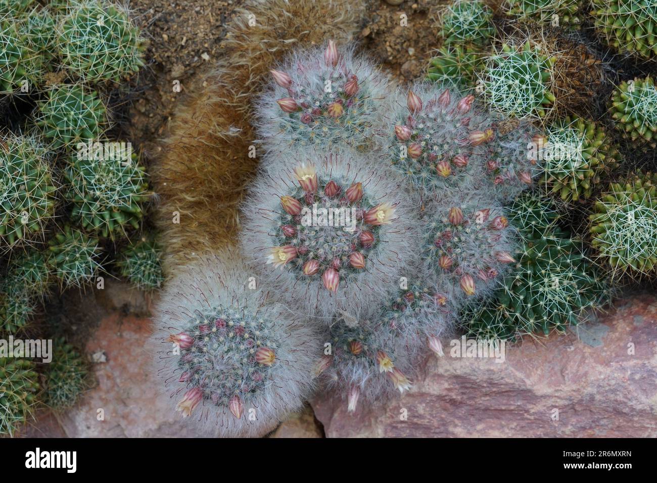 Cluster of cacti in Latin called Mammillaria bocasana Poselger with ...