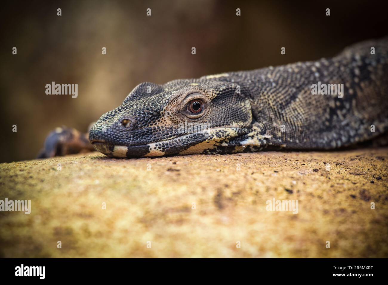 Variegated monitor lizard hi-res stock photography and images - Alamy