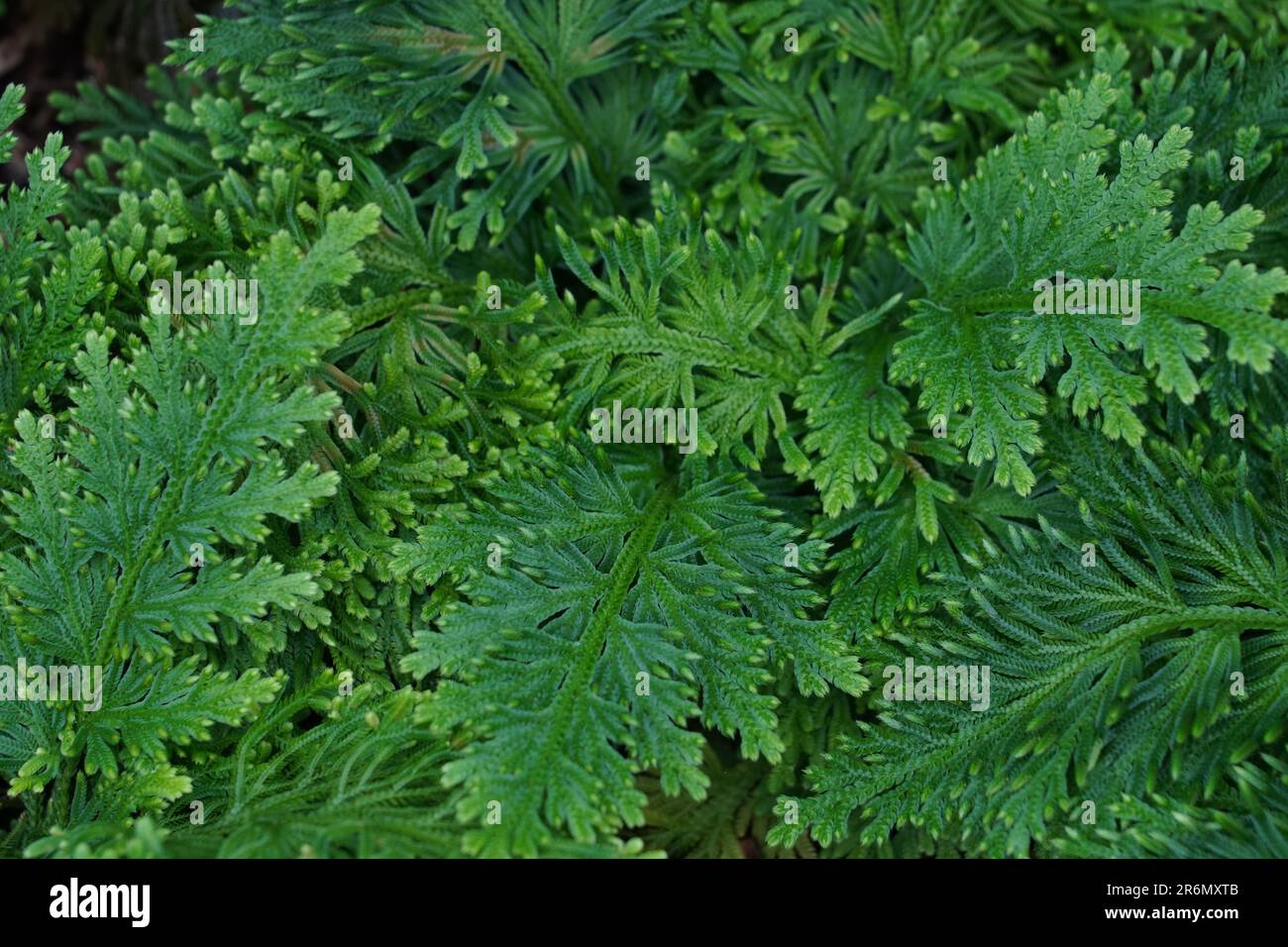 Ferns of dark green color growing over each other. Cutout of the leaves ...