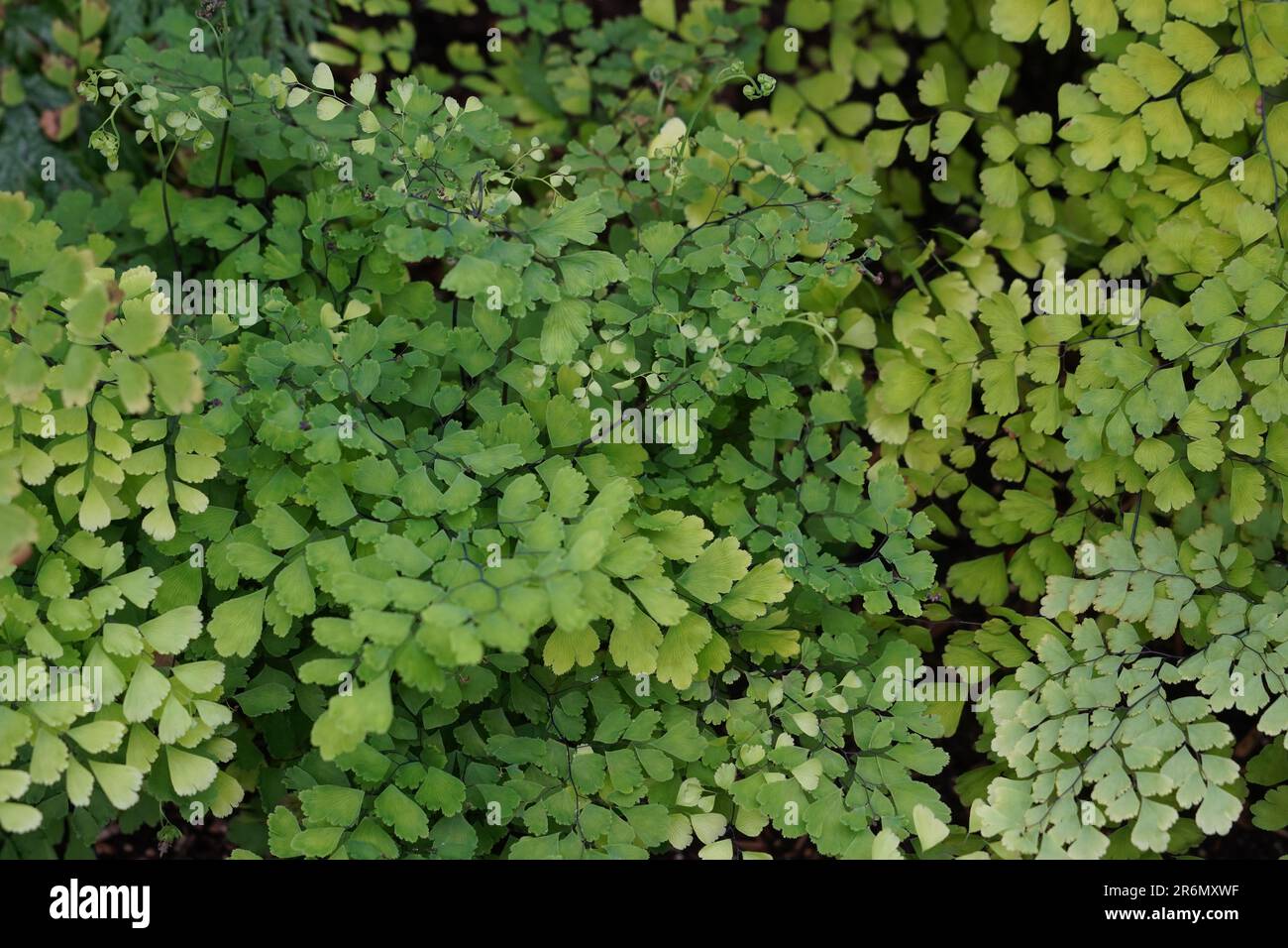 Ferns of green color shades growing over each other. Cutout of the ...