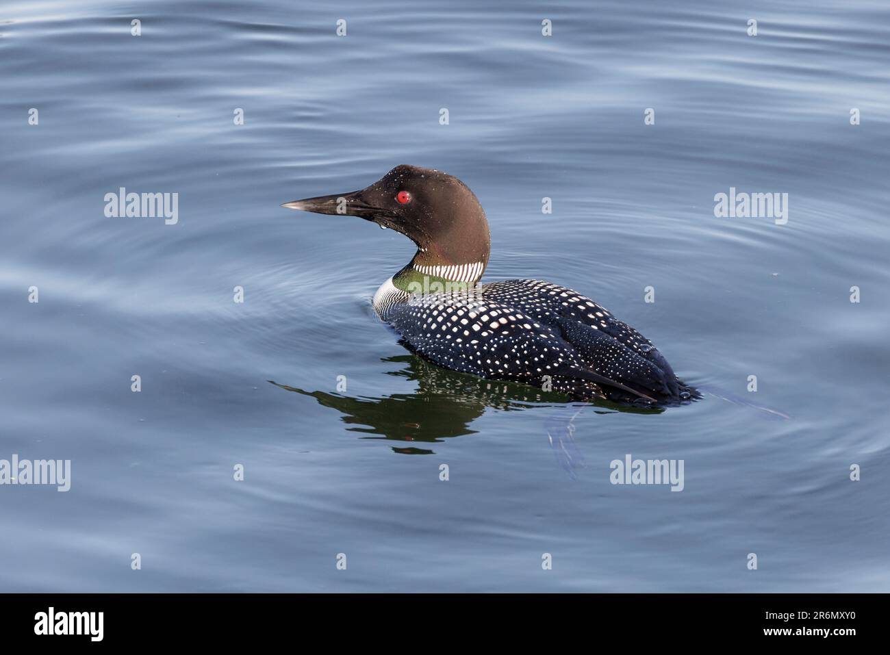 Common loon bird at Vancouver BC Canada Stock Photo - Alamy