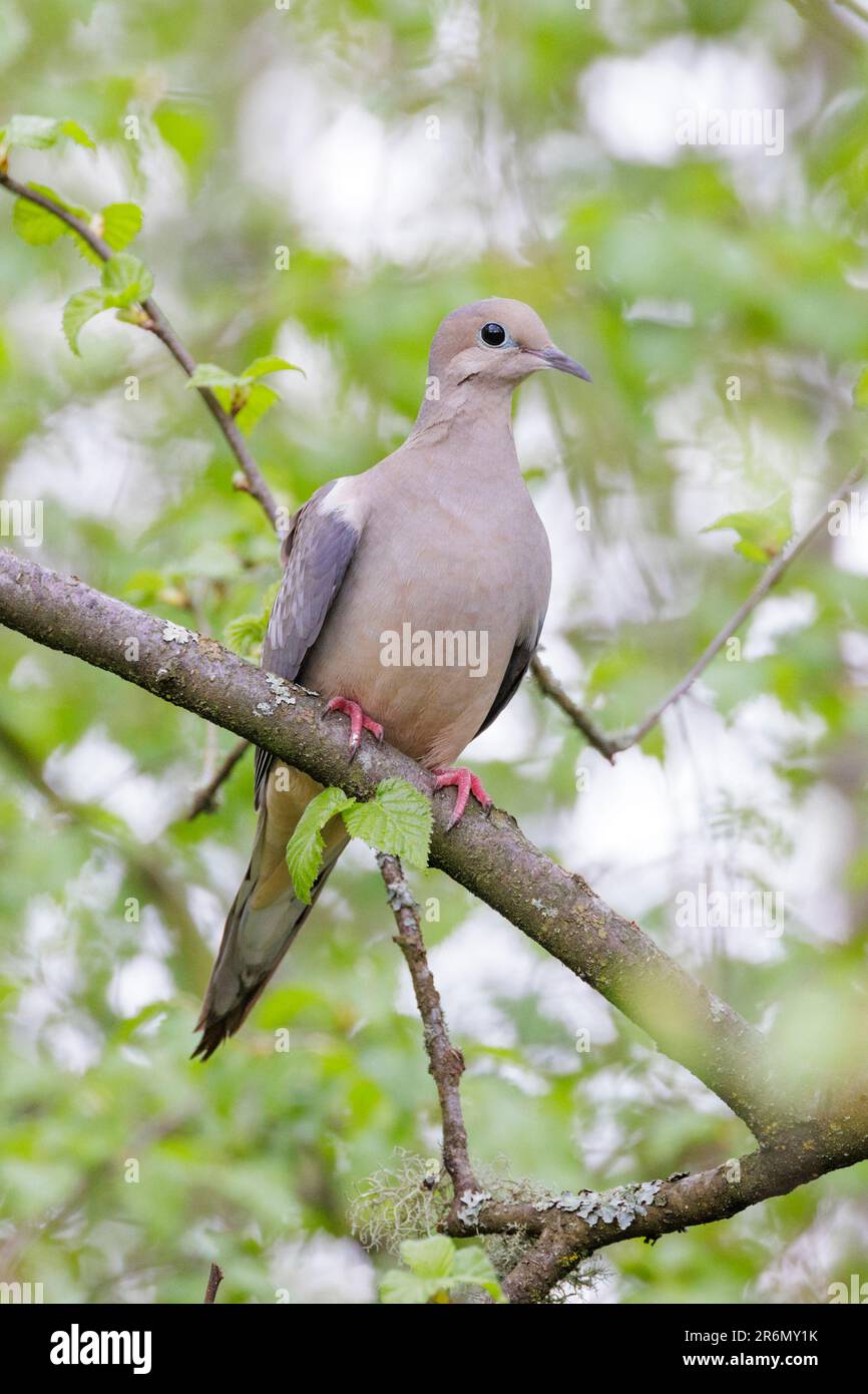 Mourning dove bird at Vancouver BC Canada Stock Photo - Alamy