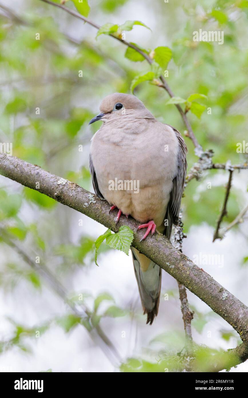 Mourning dove bird at Vancouver BC Canada Stock Photo - Alamy