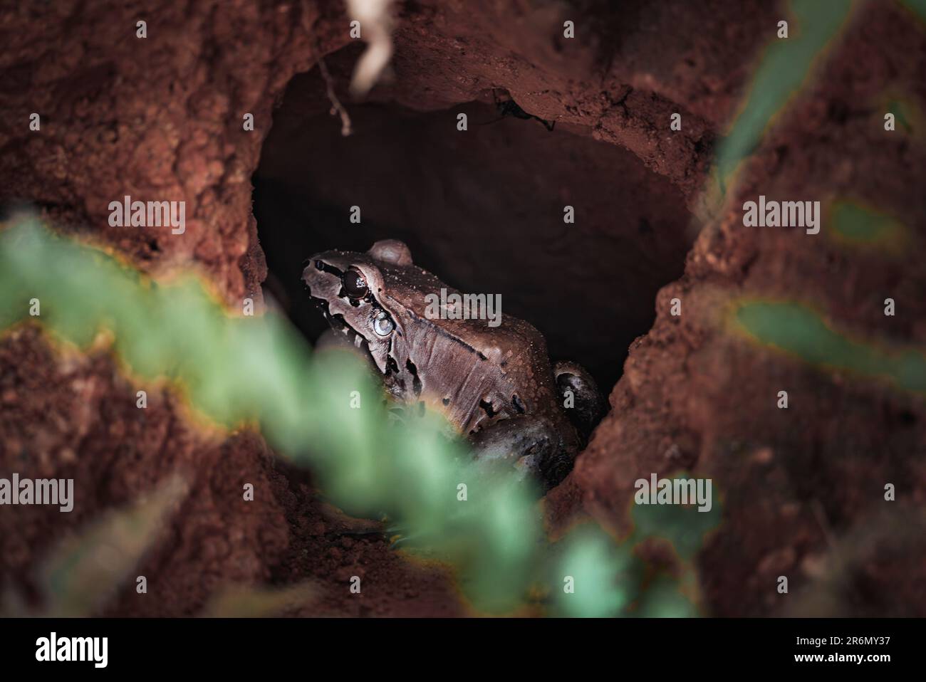 Closeup of brown frog in tree hole at forest at Costa Rica Stock Photo ...