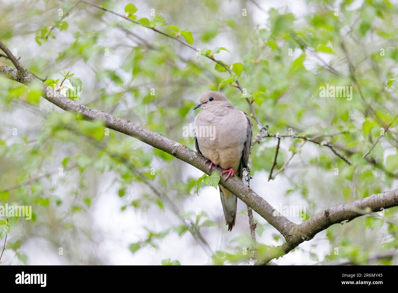 Dove bird hi-res stock photography and images - Alamy
