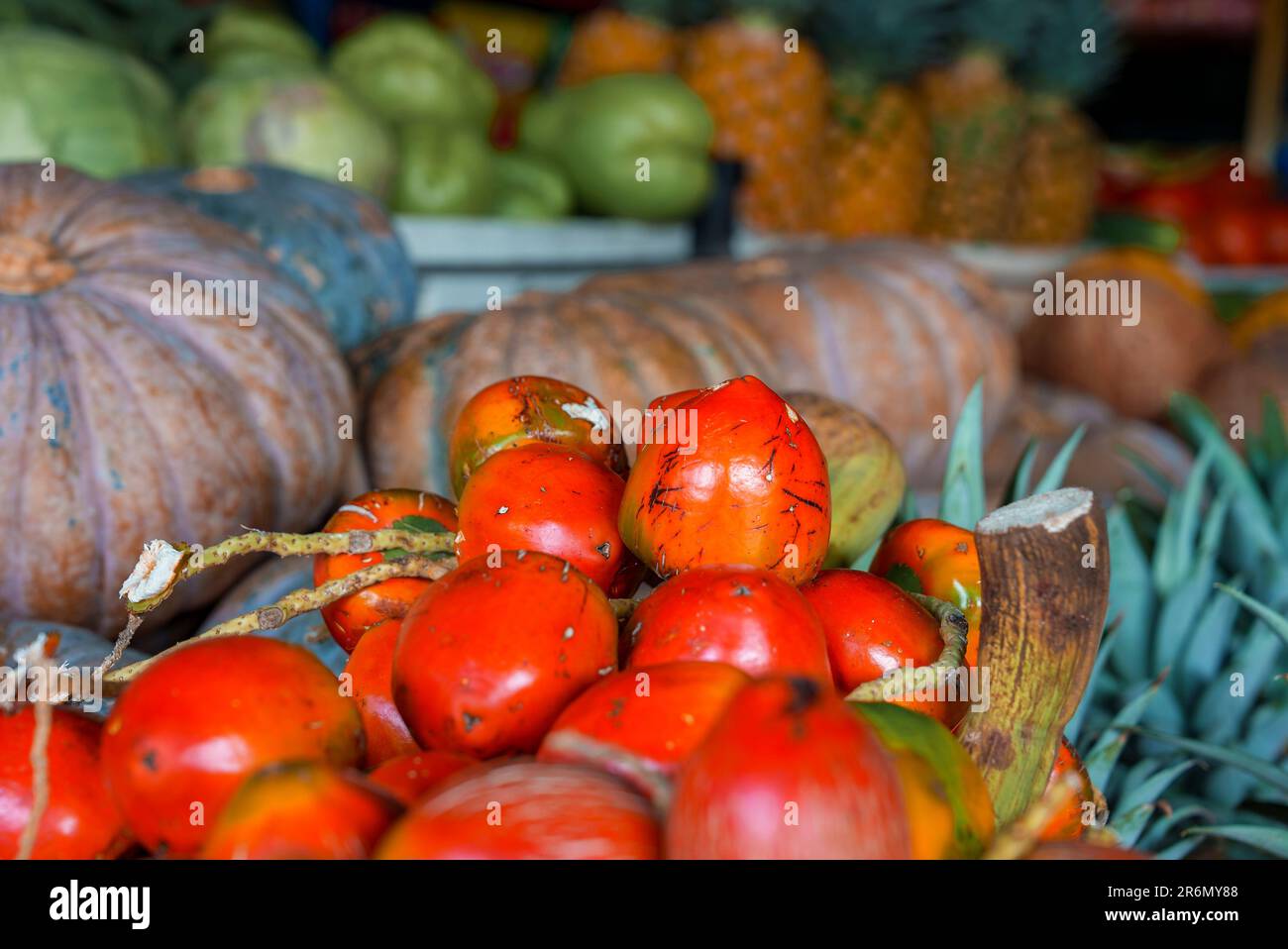 Tropical fresh ripe pejibaye fruits for sale on souvenirs stand in ...