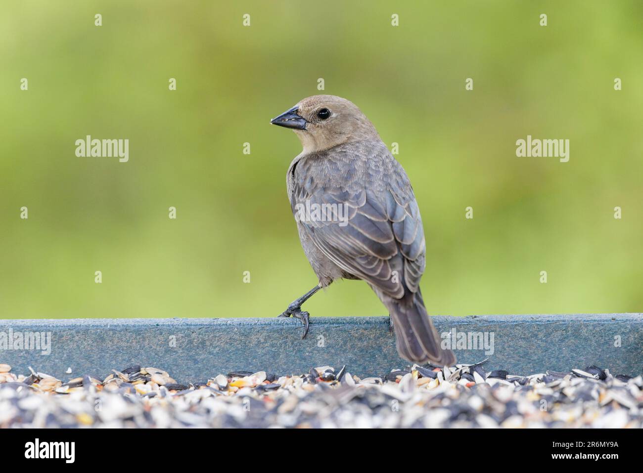 Brown headed cowbird at Vancouver BC Canada Stock Photo - Alamy