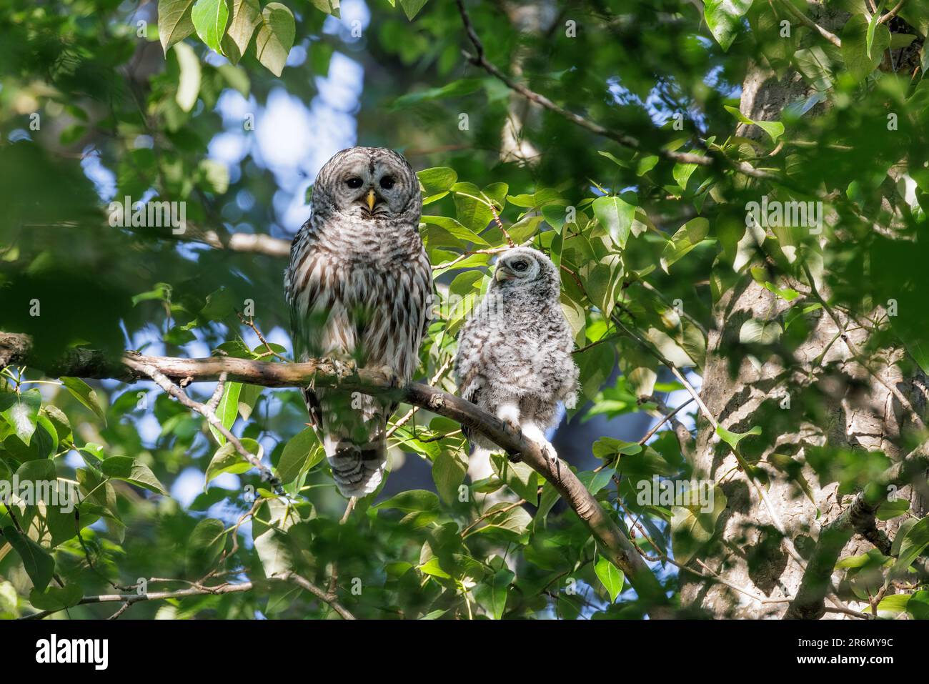 barred owl owlet at Vancouver BC Canada Stock Photo - Alamy